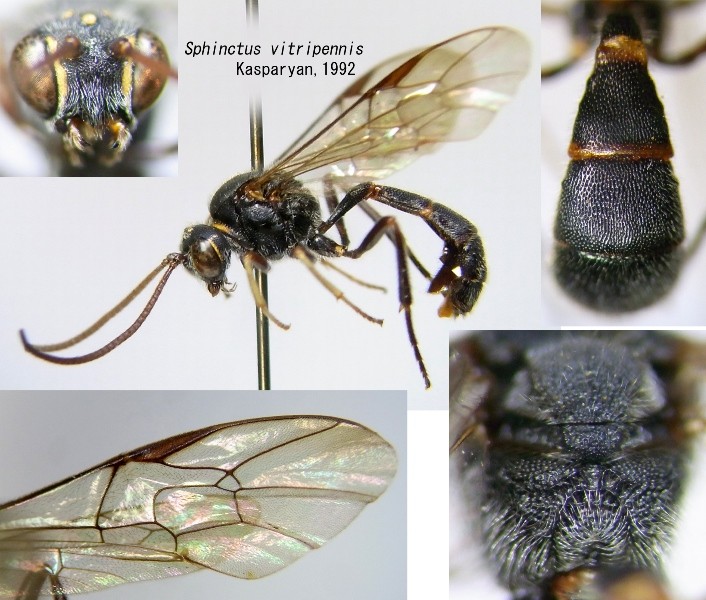 Vol. 9 ハバチヤドリヒメバチ亜科 Sphinctini - Information station of Parasitoid wasps