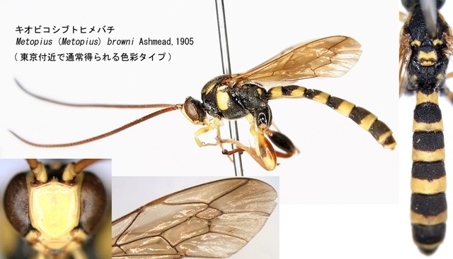 Vol. 5 No. 1 メンガタヒメバチ亜科Metopius - Information station of Parasitoid wasps