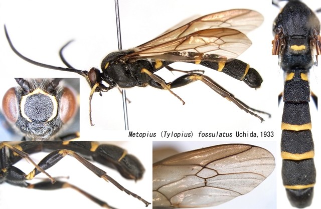 Vol. 5 No. 1 メンガタヒメバチ亜科Metopius - Information station of Parasitoid wasps
