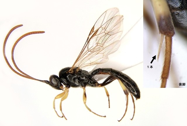 メンガタヒメバチ亜科 Metopiinae Förster, 1869 - Information station of Parasitoid ...