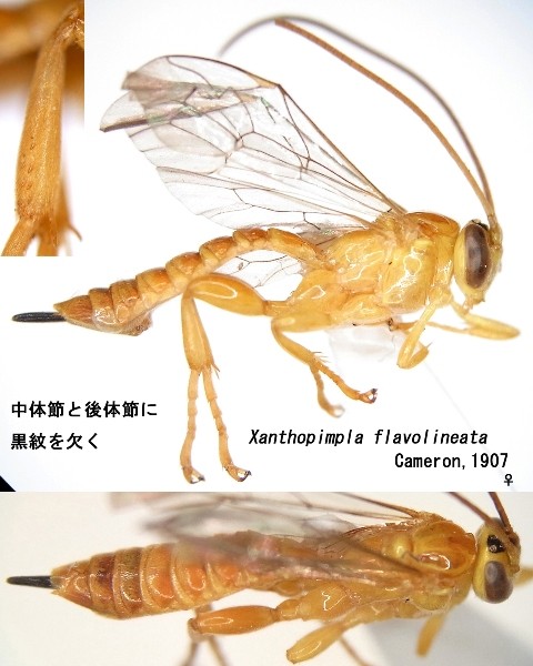 Vol. 1 ヒメバチ科ヒラタヒメバチ亜科 Pimplini族 - Information station of Parasitoid wasps