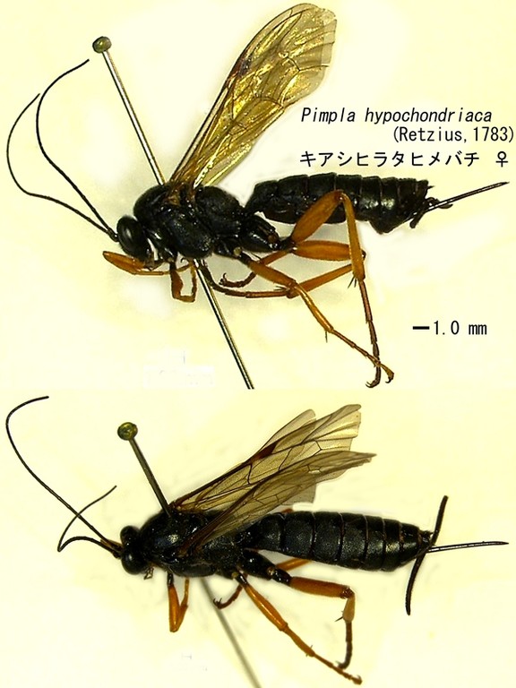Vol. 1 ヒメバチ科ヒラタヒメバチ亜科 Pimplini族 - Information station of Parasitoid wasps
