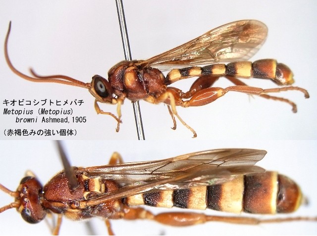 Vol. 5 No. 1 メンガタヒメバチ亜科Metopius - Information station of Parasitoid wasps