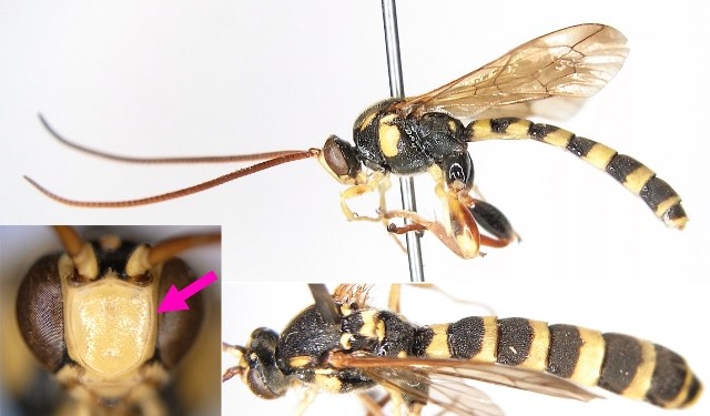 メンガタヒメバチ亜科 Metopiinae Förster, 1869 - Information station of Parasitoid ...