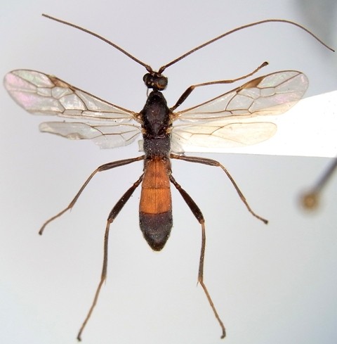 ROGADINAE Förster, 1862 カモドキバチ亜科 - Information station of Parasitoid wasps