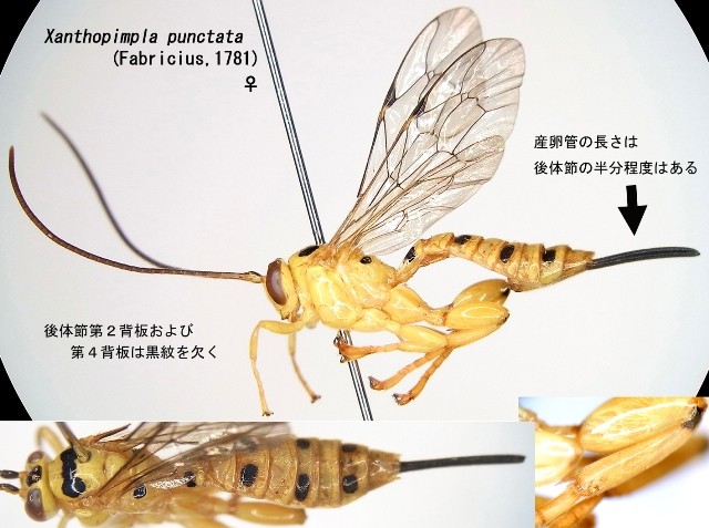 Vol. 1 ヒメバチ科ヒラタヒメバチ亜科 Pimplini族 - Information station of Parasitoid wasps