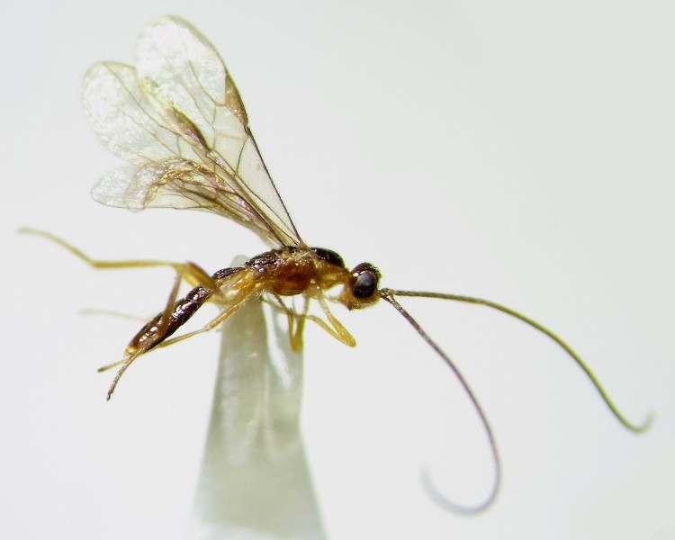 EXOTHECINAE Förster,1862 - Information station of Parasitoid wasps
