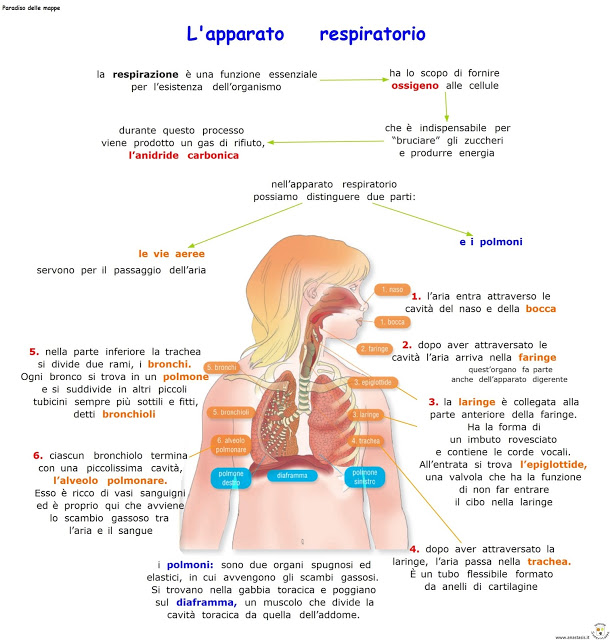 Apparato Respiratorio - Benvenuti su macromicro8!