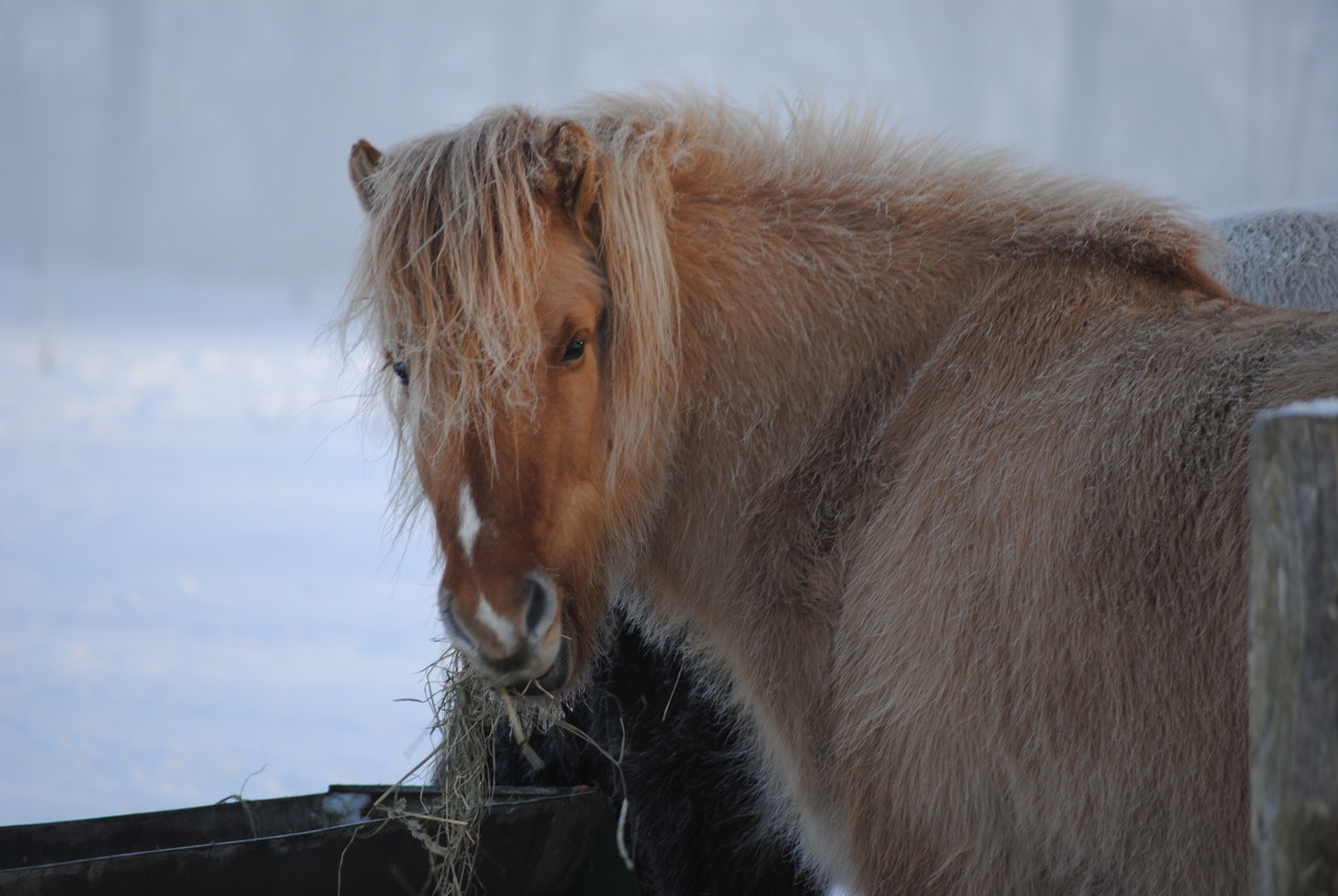Asi frá Skálmholtshrauni - Islandpferdefreunde Bo-Ho, Gestüt Hüttwisch