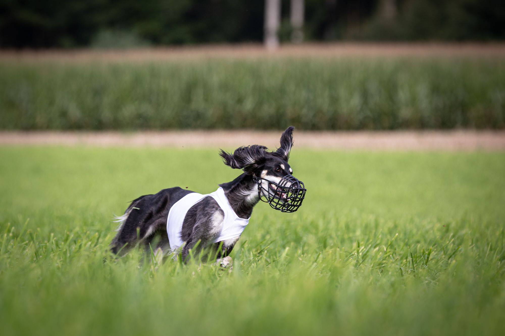 Windhundrennen Schweiz - wfa-windhundfreundeaargau