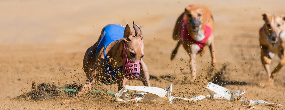 Windhundrennen Schweiz - wfa-windhundfreundeaargau