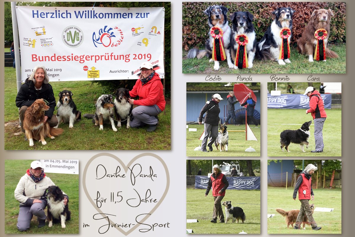 Erfolge Panda - Lifestyle-Aussies - Versatile Australian Shepherds