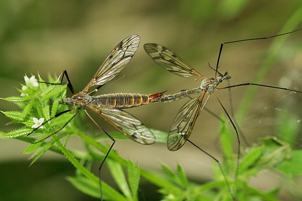 Schnaken (Tipulidae) - Insekten und Pflanzen