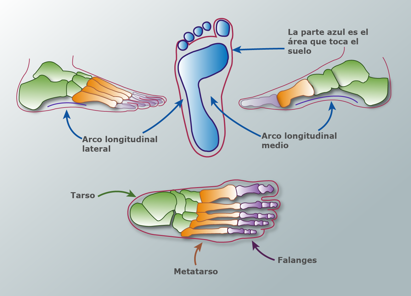 Extremidades inferiores - Guía Poly-Clay