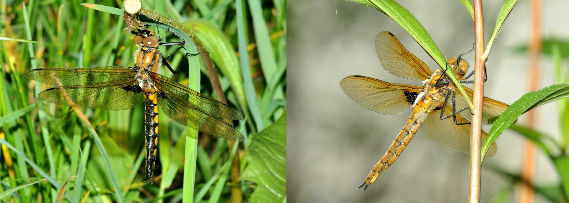 Zweifleck (Epitheca bimaculata) - www.meine-libellengalerie.de