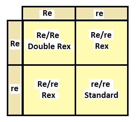 Il Rex - Il Mondo è Bello perchè Ratto!