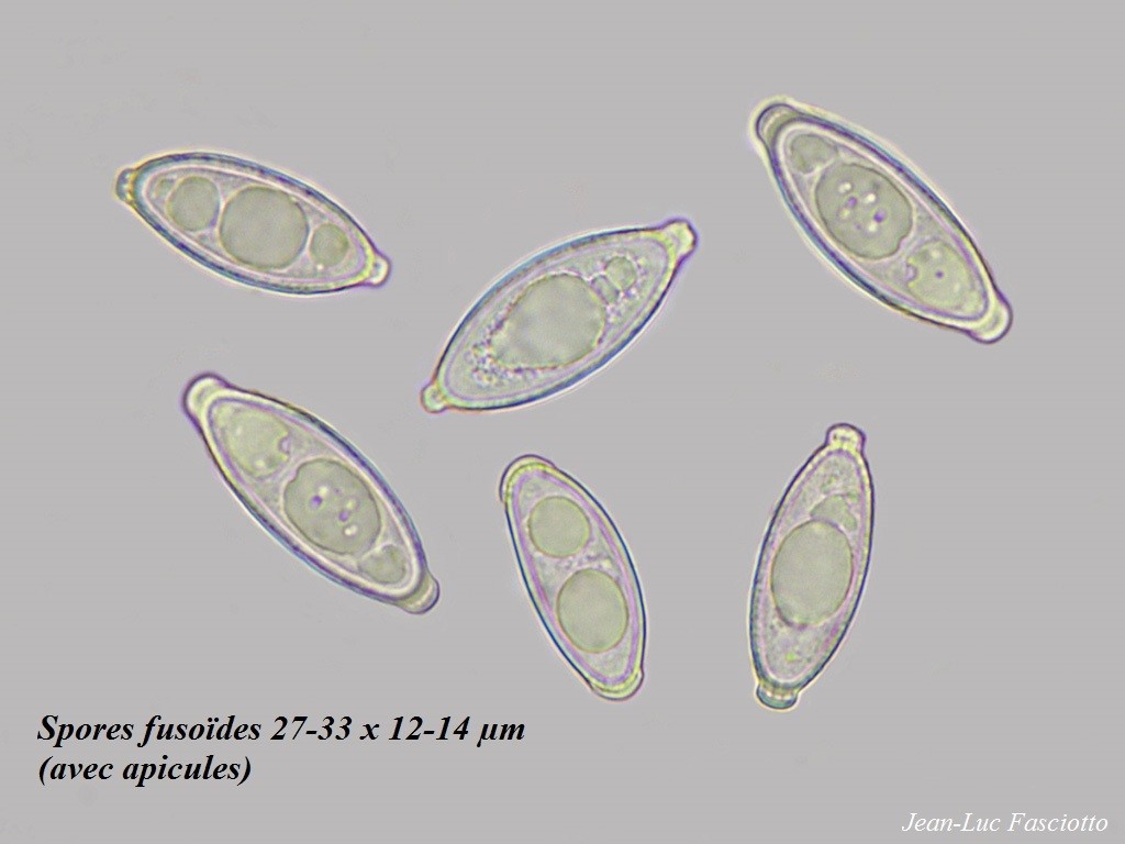 Microscopie et champignons - Identifiez les champignons 2.0