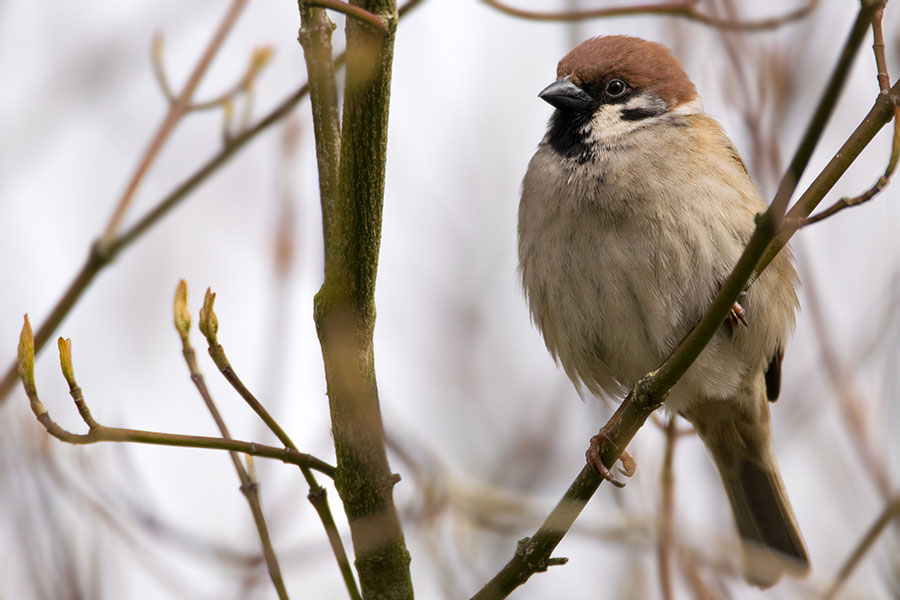 sperlinge - artenvielfalt-aueweihers Webseite!