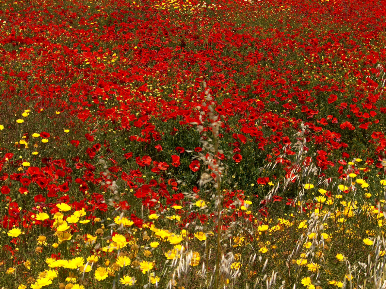 Foto di Anna Maria Villani - Benvenuti su www.annamariavillani.it