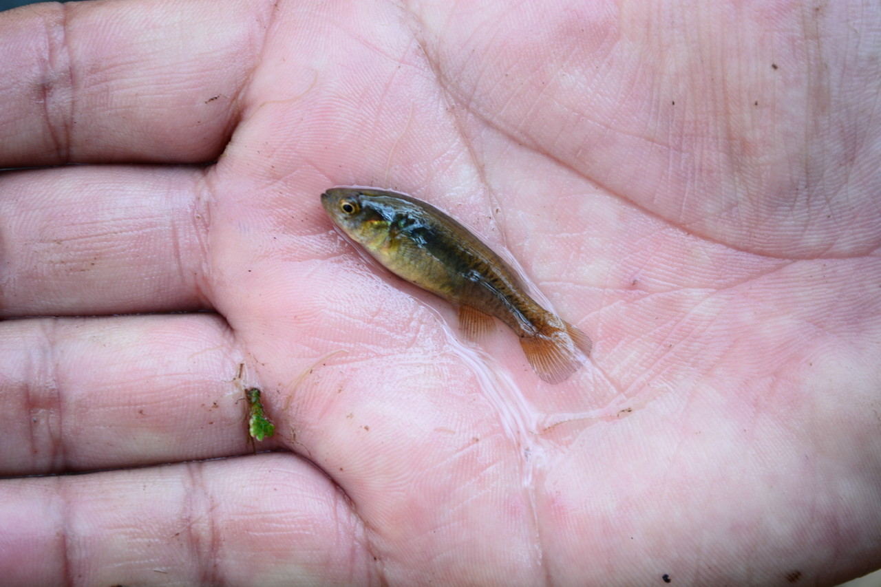 Oaxaca Killifish - Rescuing Profundulus oaxacae