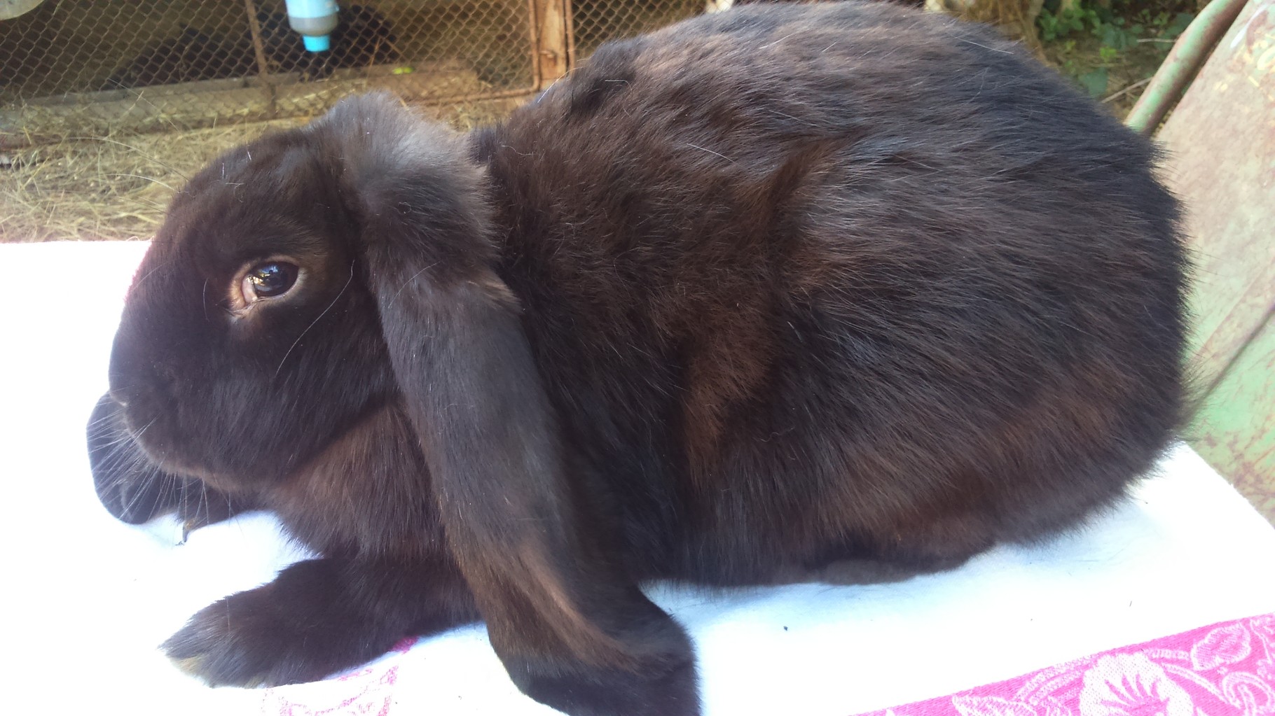 ADOPTION 2016 - les chons delwing et les lapins beliers de glofindel