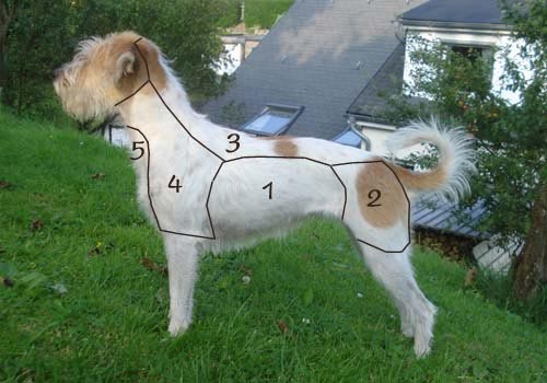 Trimm-Anleitung - kromfohrlaender-siegens Webseite!