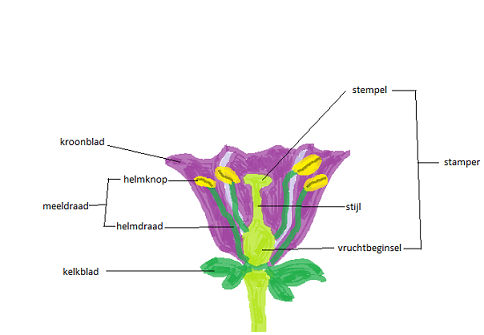 Verschillen tussen bloemen - De website van bloemen-en-planten!