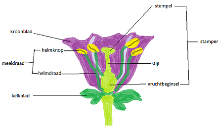 Onderdelen met hun functie - De website van bloemen-en-planten!