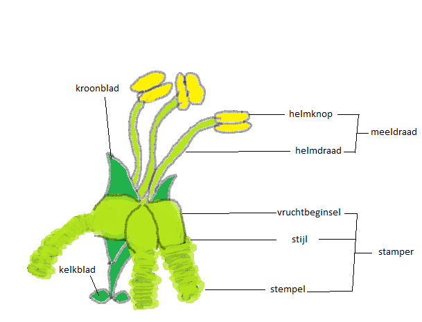 Verschillen tussen bloemen - De website van bloemen-en-planten!