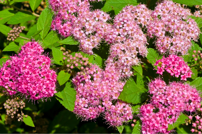 10 winterharde vaste planten welke mooi bloeien - Lindaschrijfthetop.nl