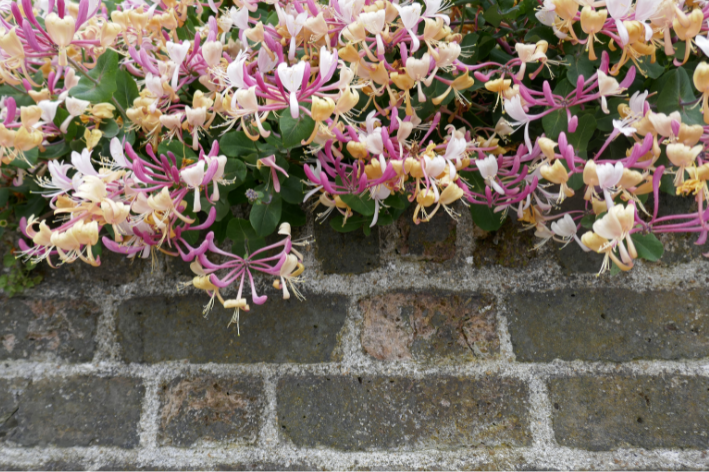 10 mooie klimplanten welke makkelijk tegen muur opgroeien ...