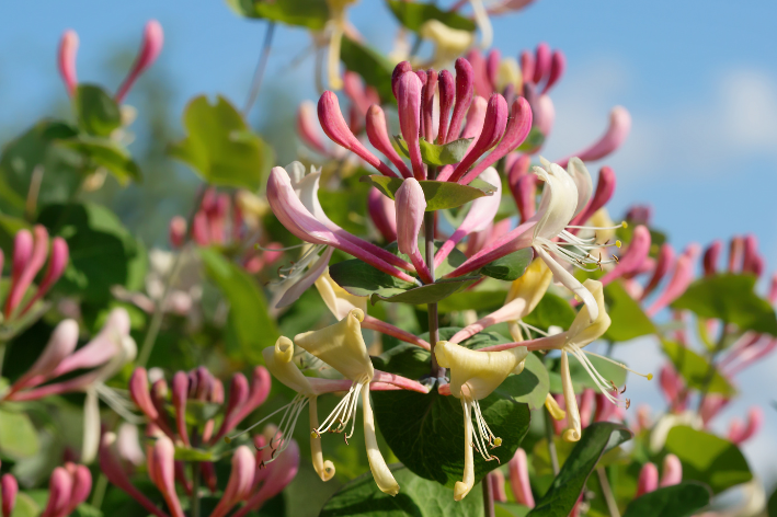 7 heerlijk geurende klimplanten voor in de tuin - Lindaschrijfthetop.nl