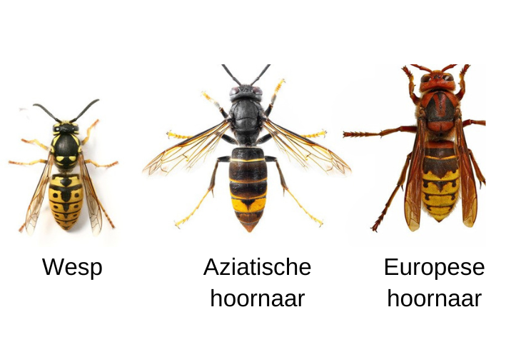 De 4 grote verschillen tussen de europese en aziatische hoornaar - Lindaschrijfthetop.nl