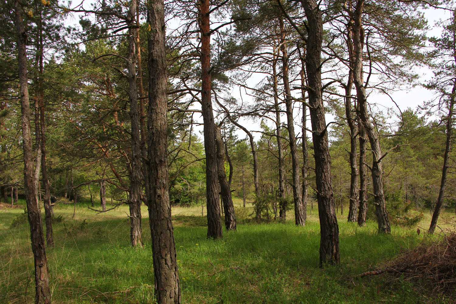 Les Teppes de la Repentance - Nature en Pays de Savoie