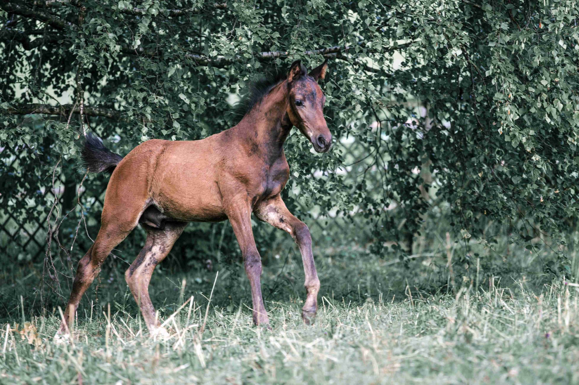 Unsere Anglo-Araber - langenbergerhofs Webseite!