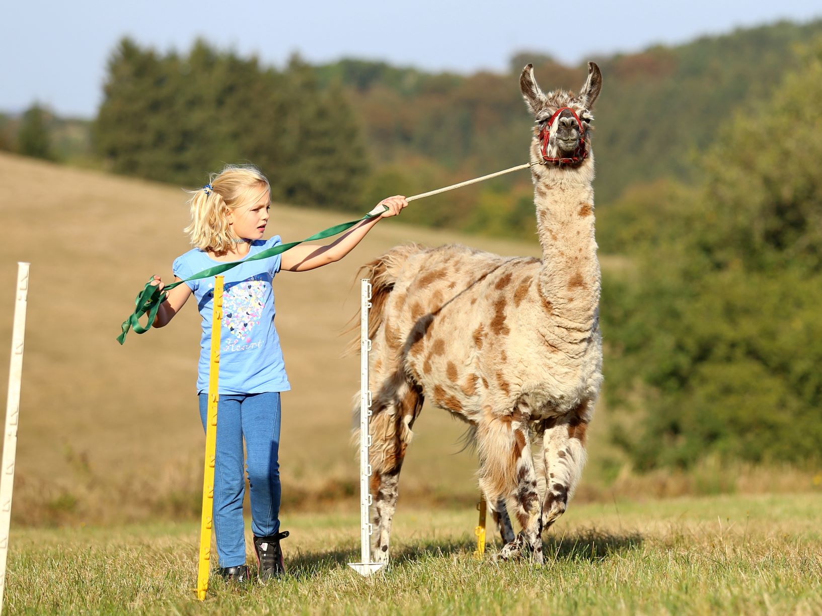 Lama-Pädagogik, tiergestützte Aktivitäten, Therapiebegleitung ...