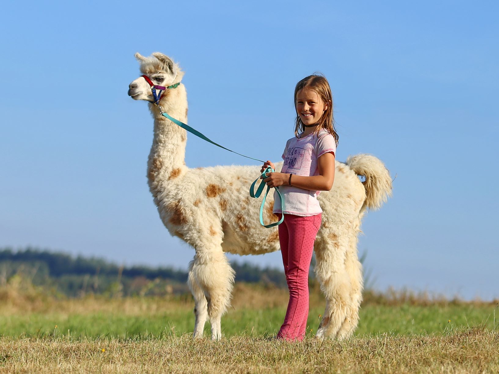 Lama-Pädagogik, tiergestützte Aktivitäten, Therapiebegleitung ...