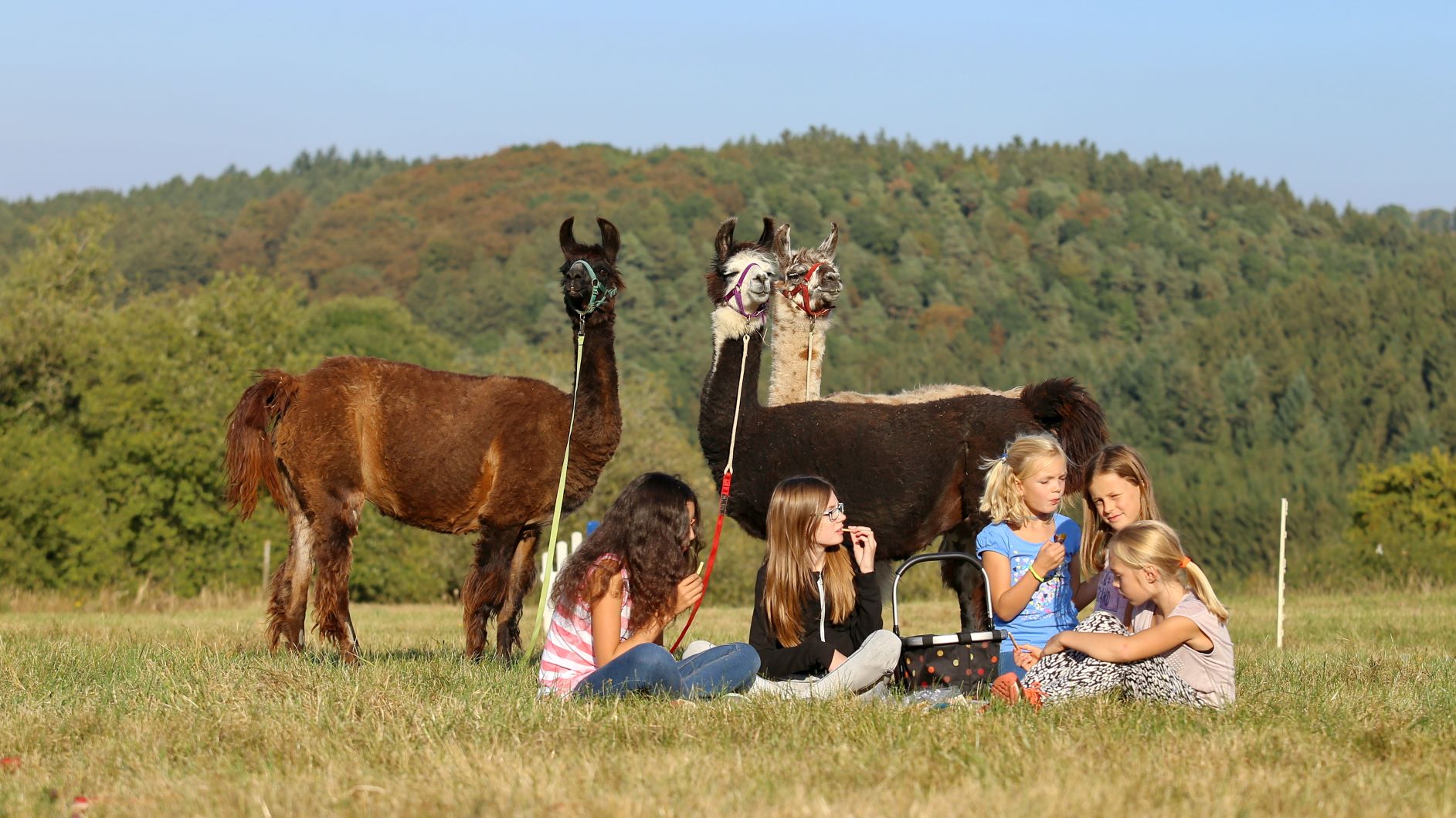 Lama-Pädagogik, tiergestützte Aktivitäten, Therapiebegleitung ...