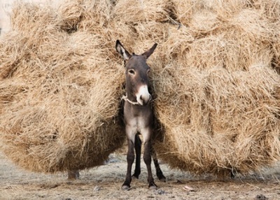 Not budge an inch - Лучший репетитор по английскому языку