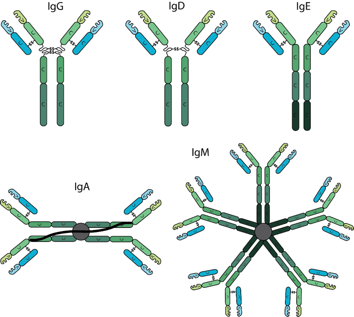 FAQ - Innovative antibodies against haptens and transmembrane proteins