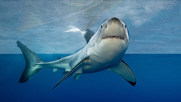 Hallo ich bin lio und die Club Leitung der ice Sharks - icesharkss ...