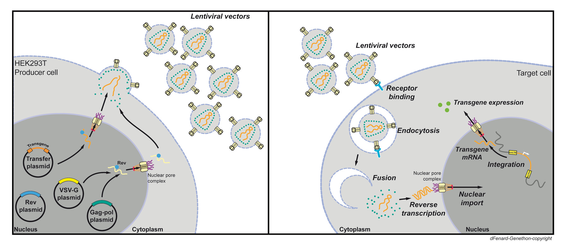 Tools & Facilities - Research unit at GENETHON