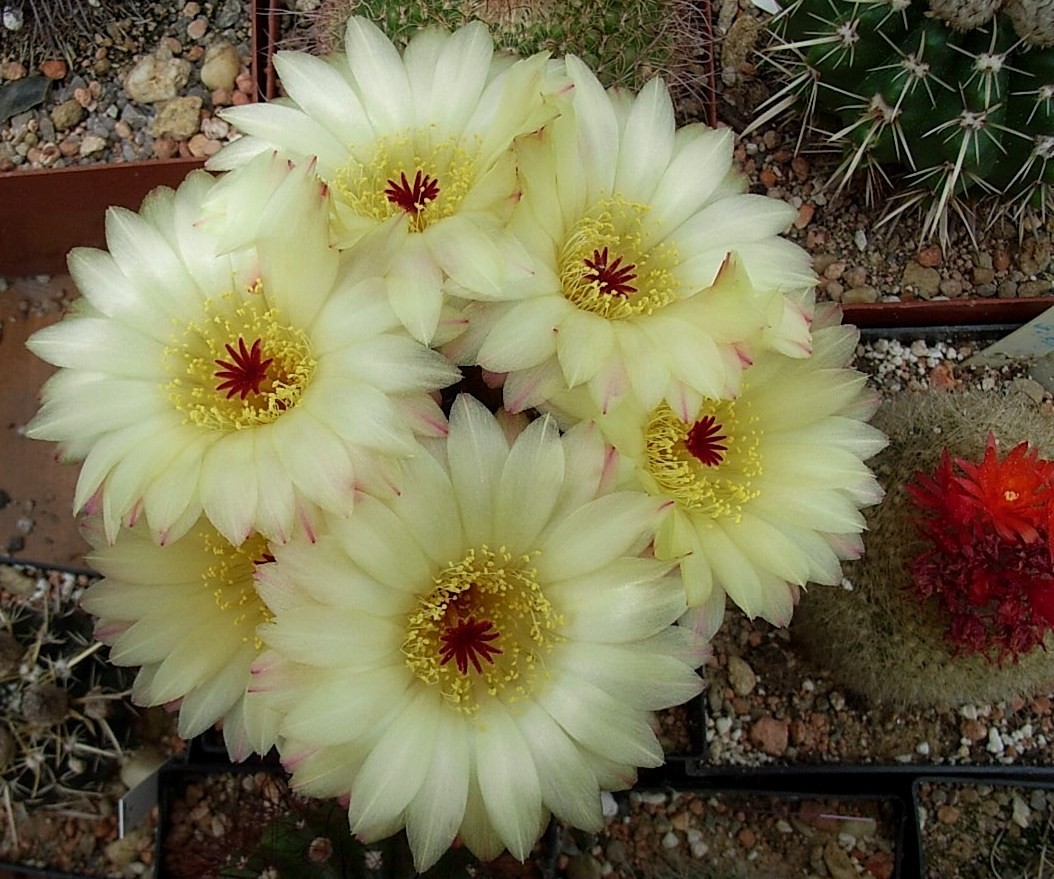 Notocactus - Kakteen, Kaktus, Samen kaufen, Pflanzen kaufen, Hilfe, Pflege