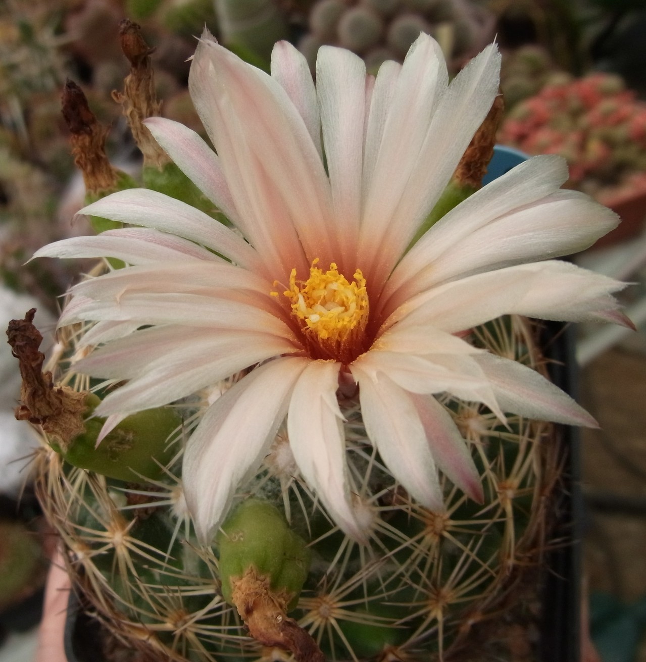 Coryphantha - Kakteen, Kaktus, Samen kaufen, Pflanzen kaufen, Hilfe, Pflege