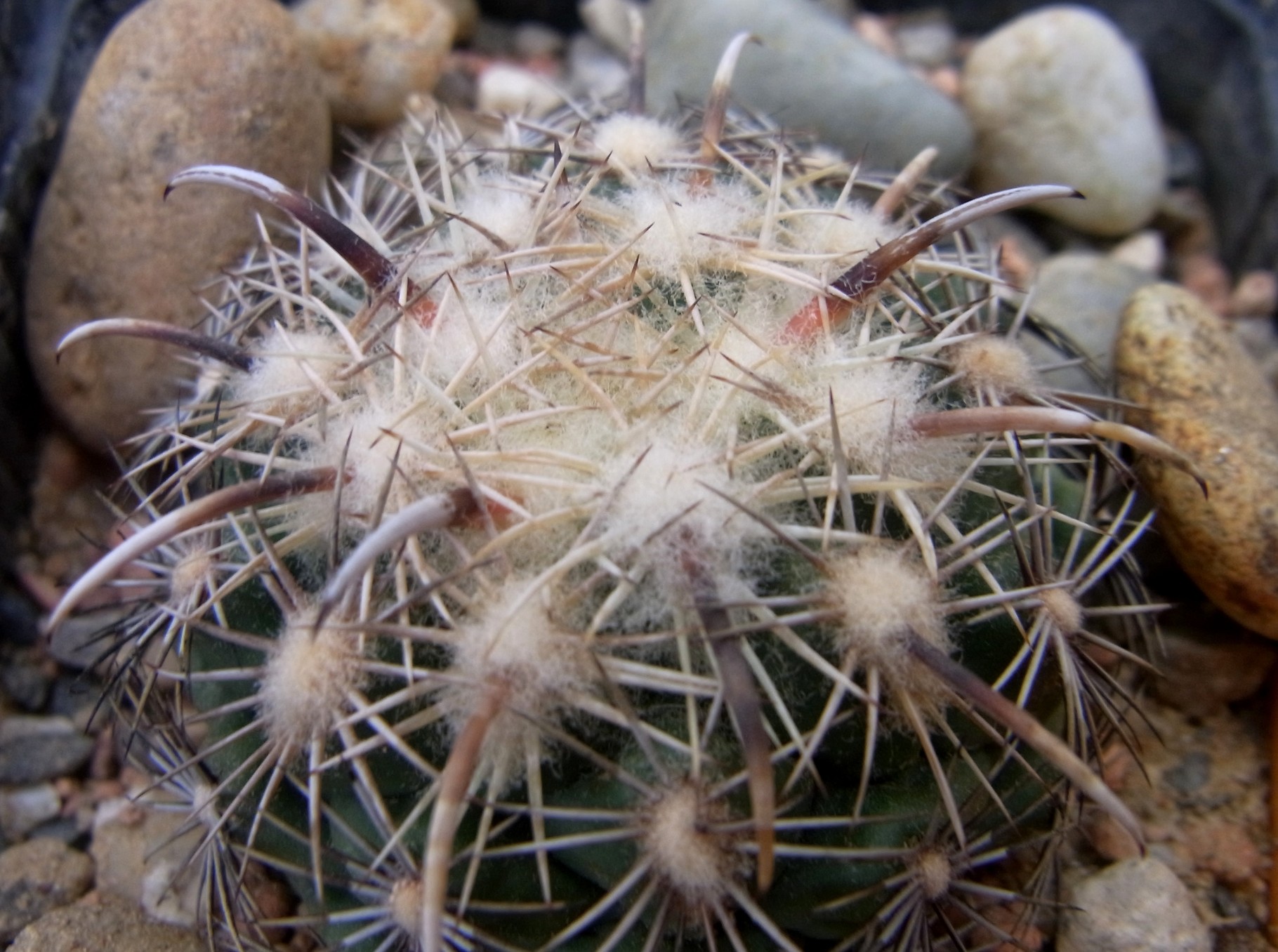 Coryphantha - Kakteen, Kaktus, Samen kaufen, Pflanzen kaufen, Hilfe, Pflege