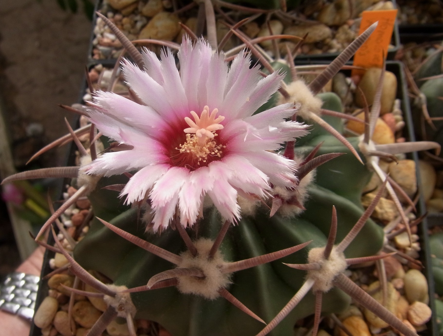 Echinocactus - Kakteen, Kaktus, Samen kaufen, Pflanzen kaufen, Hilfe ...