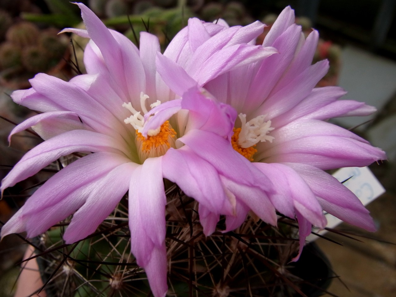 Coryphantha - Kakteen, Kaktus, Samen kaufen, Pflanzen kaufen, Hilfe, Pflege