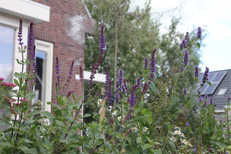 Smalle voortuin-border - Buro Walinga, ontwerp van tuin en landschap