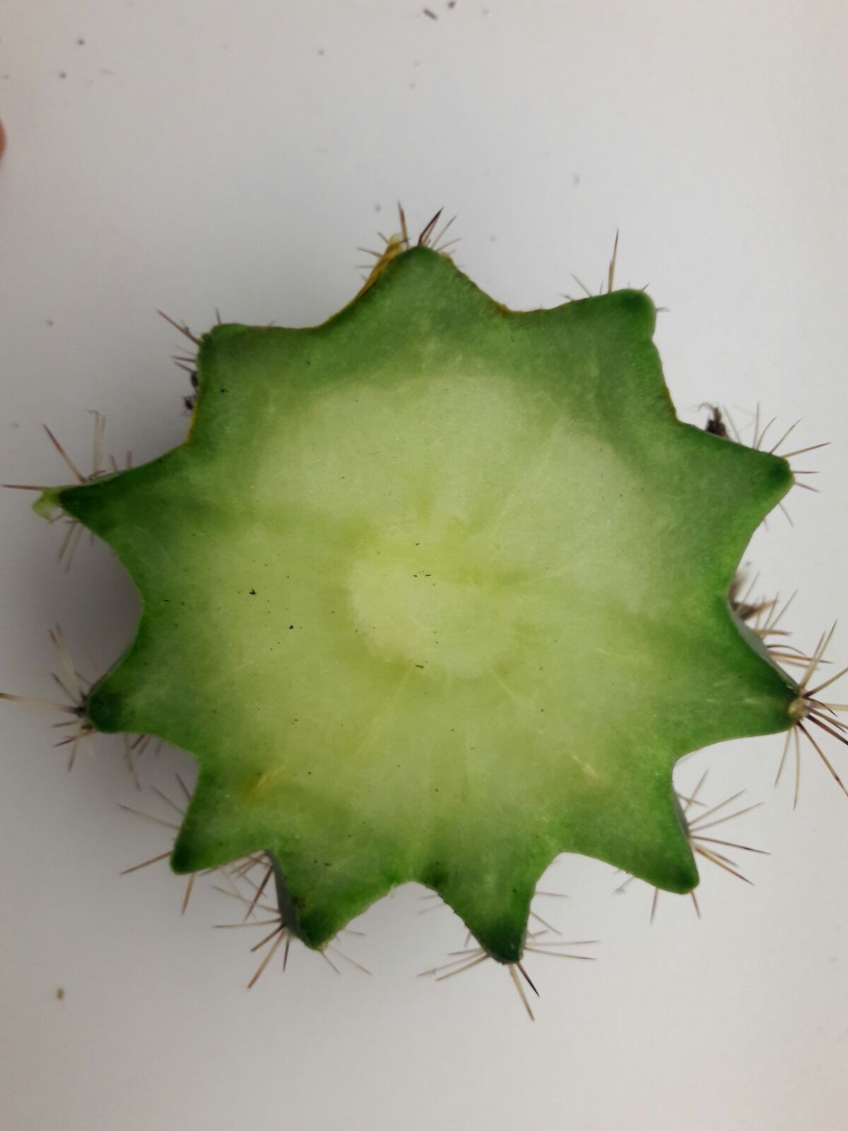 La structure interne - Site de tpecactus-clemenceau