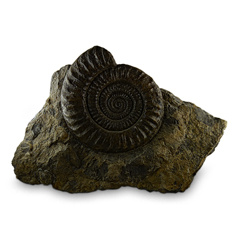 Arietites - Kristallkontor Lübeck